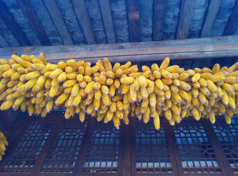 Drying corn kernel stock photo. Image of autumn, appetizing - 33085908
