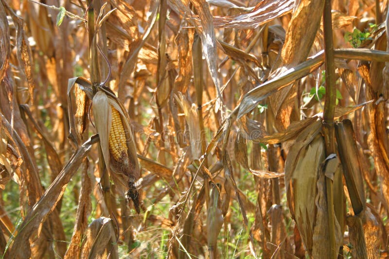 Drying Corn 3 stock photo. Image of environment, rural - 33796664