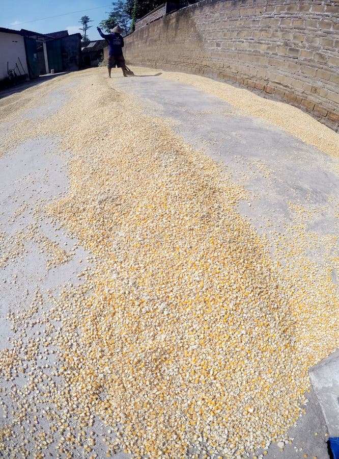 Farmers Drying Cacao Seeds in Ghana, Africa Editorial Stock Image ...