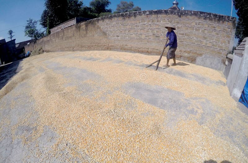 Farmers Drying Cacao Seeds in Ghana, Africa Editorial Stock Image ...