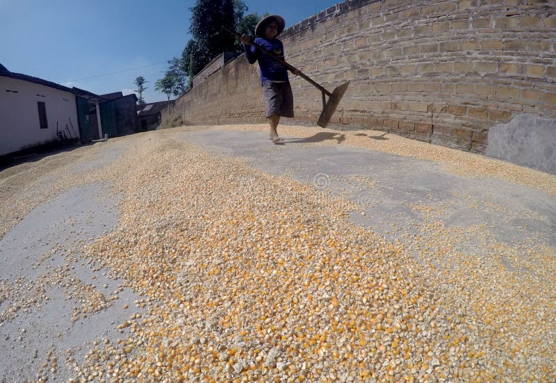 Drying Corn Cobs II stock photo. Image of still, damage - 11504744