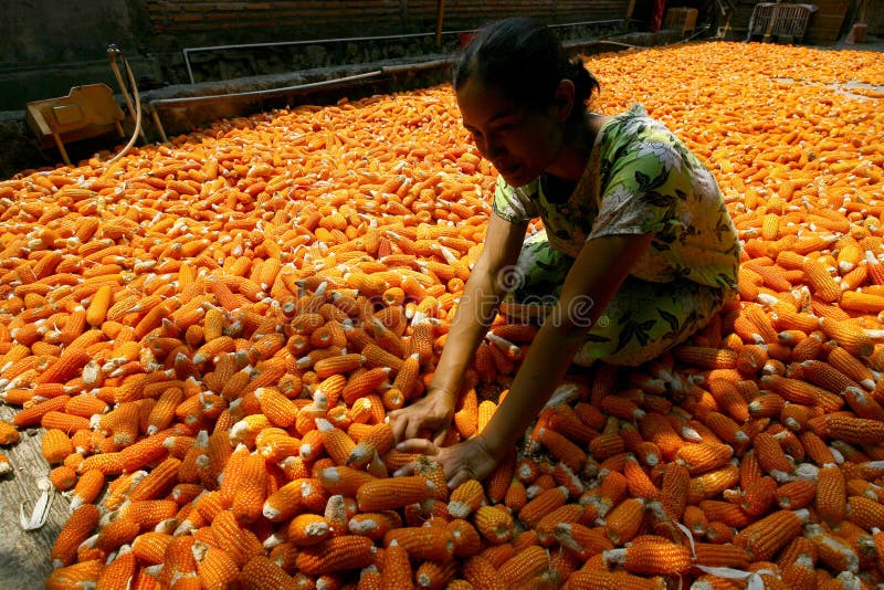 Peeling a Corn editorial stock photo. Image of bussiness - 43957543