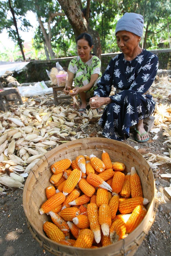 Drying corn editorial image. Image of peeling, indonesia - 44027140