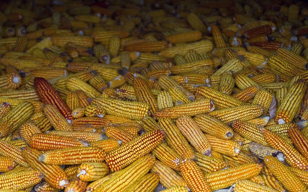 Drying corn in farmhouse stock image. Image of organic - 130134441