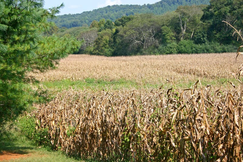 Drying Corn 3 stock photo. Image of environment, rural - 33796664