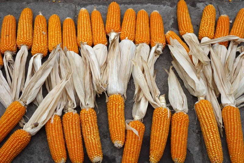 Drying corn stock image. Image of dinner, culinary, fall - 33086267