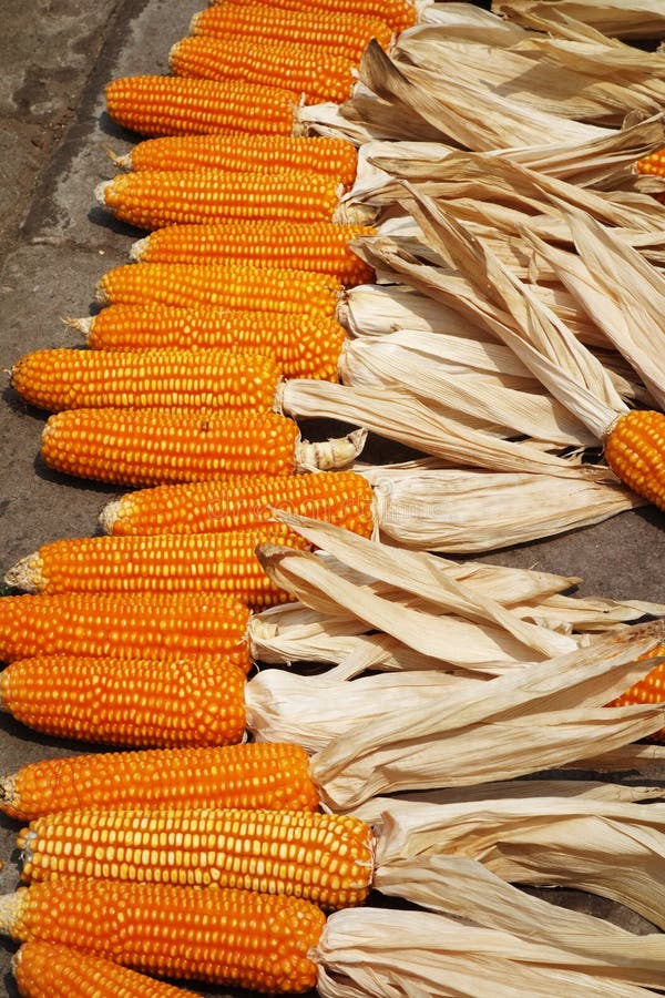 Drying corn stock photo. Image of dinner, autumn, cuisine - 33086380