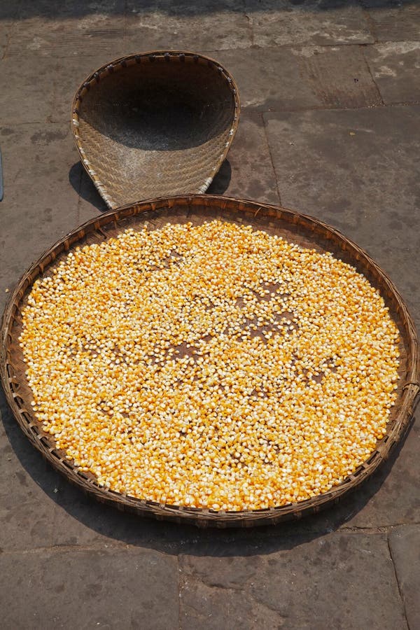 Drying corn kernel stock image. Image of drying, cooked - 33085991