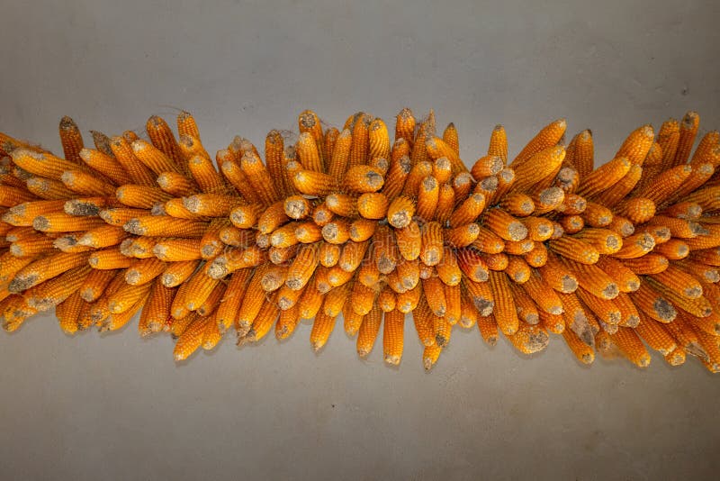 Drying Corn or Maize Hung in Rustic Uttarakhand, India, Showcasing ...