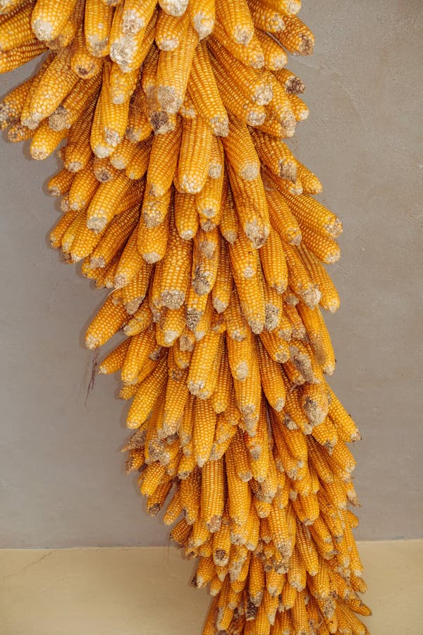 Drying Corn or Maize Hung in Rustic Uttarakhand, India, Showcasing ...