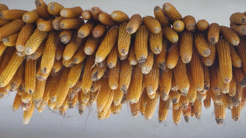 Drying Corn or Maize Hung in Rustic Uttarakhand, India, Showcasing ...