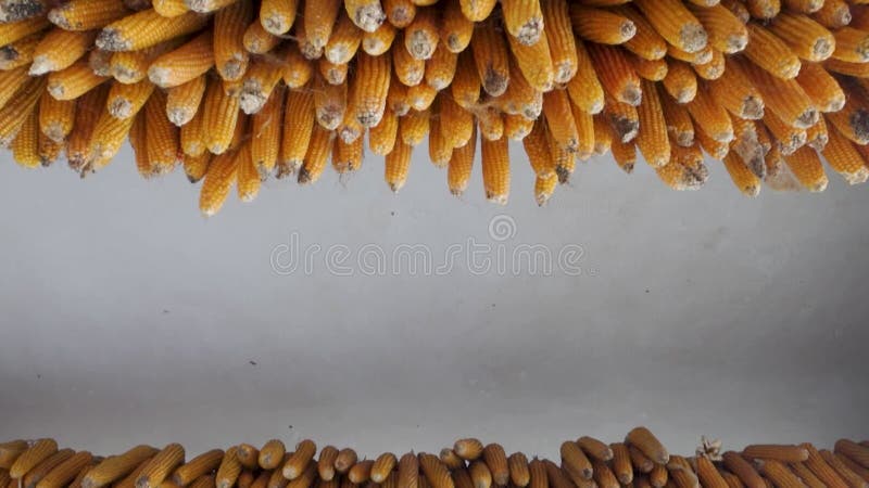 Drying Corn or Maize Hung in Rustic Uttarakhand, India, Showcasing ...