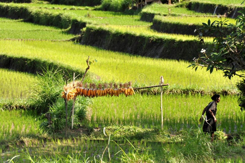 Drying Corn in a Rice Field Editorial Photography - Image of worker ...