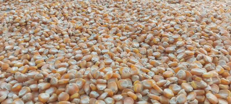 Drying Corn Seeds for Animal Feed and Food Stock Photo - Image of corn ...
