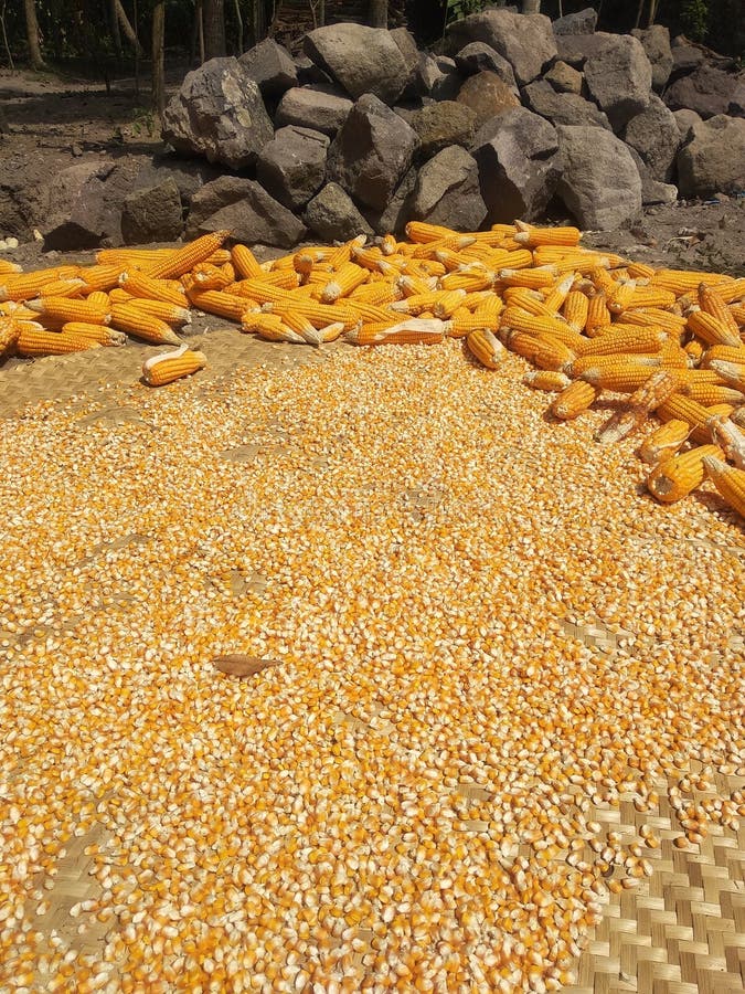Drying corn under the sun stock image. Image of flower - 290401669