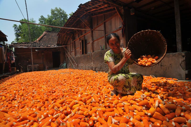 Drying a Corn editorial stock image. Image of side, august - 43957599