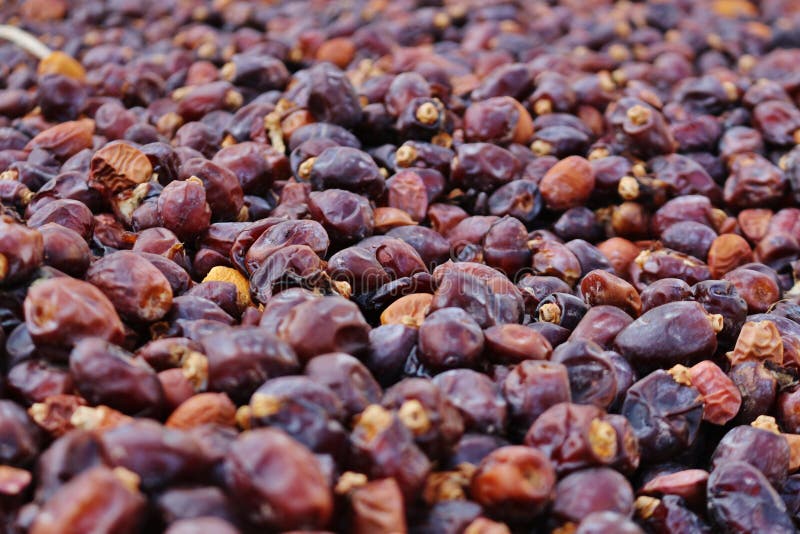 Drying Dates in Birkat Al Mouz Stock Photo - Image of grow, agriculture ...