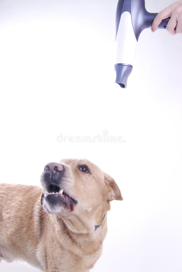 Drying of a dog stock image. Image of breed, labrador - 14002107