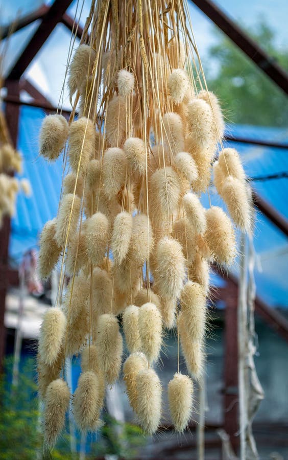 Drying of Dried Flower Plant Lagurus Ovatus in Hanging Position Stock ...