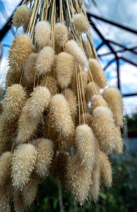 Drying of Dried Flower Plant Lagurus Ovatus in Hanging Position Stock ...