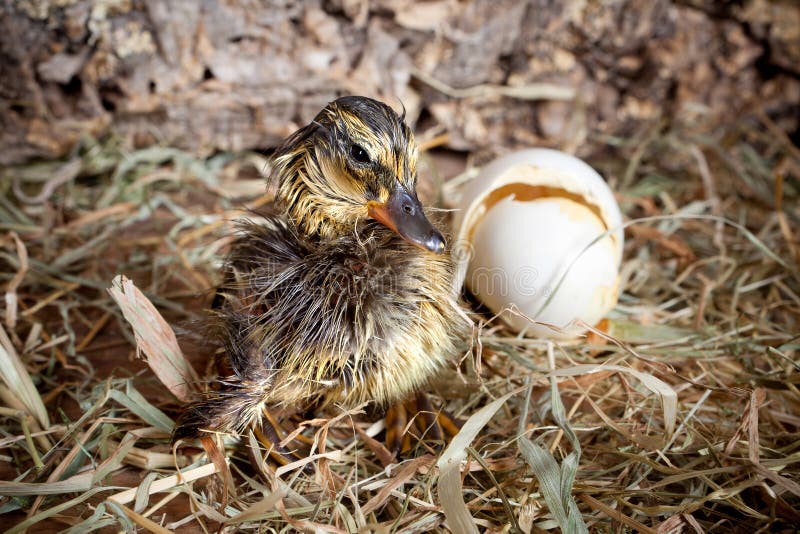 Drying duckling hatched stock photo. Image of nestling - 29156890