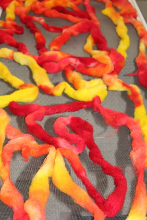 Drying dyed sheep wool stock photo. Image of animals - 86093256