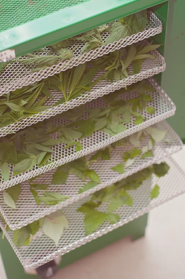 Drying Herbs. Ecological, Healthy and Nutritious Wild Food Herbs in a ...