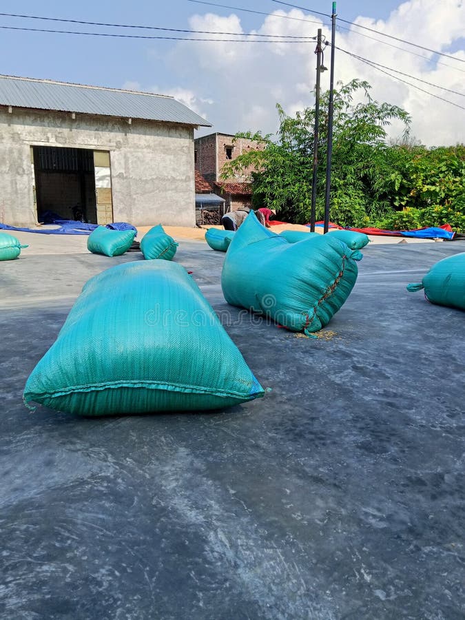 Drying Farmer& X27;s Rice Stock Photo - Image of leisure, play: 375922734