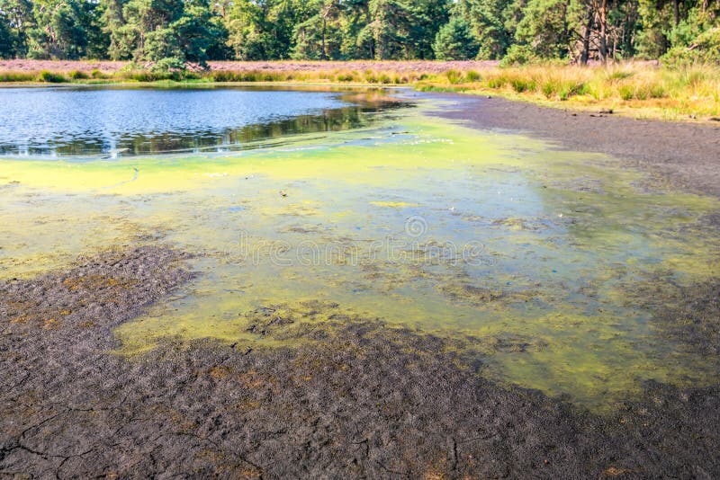 Drying Out Fen in the Summer Season Stock Photo - Image of north ...