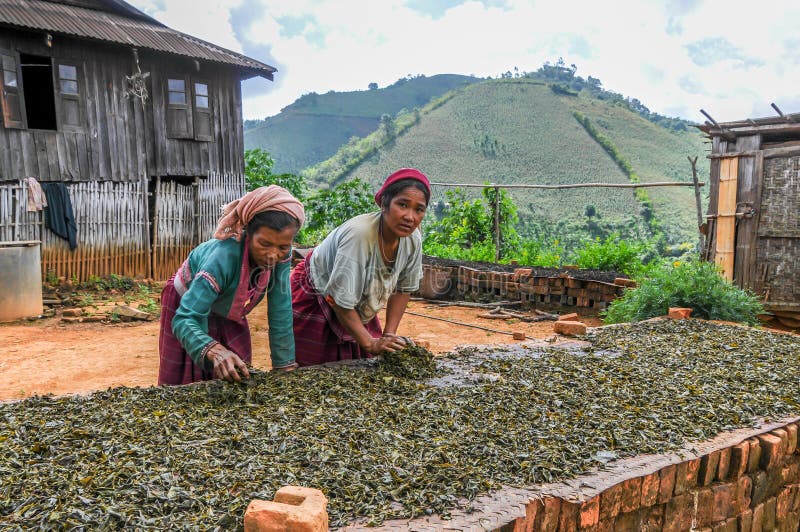 Laos Woman People Working Process Steaming Dried or Pan Firing Tea ...