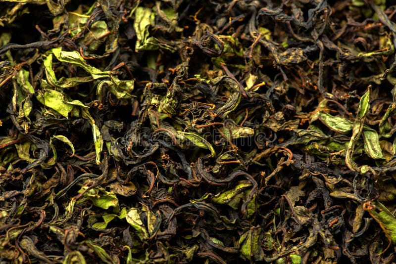 Drying and Fermentation of Tea Willow Stock Image - Image of willow ...