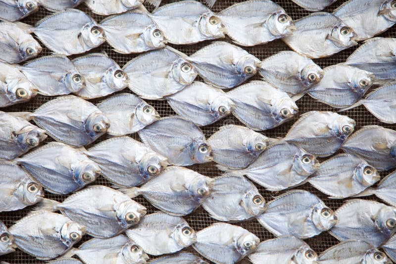 Drying fish stock image. Image of fish, silver, indonesia - 11009495