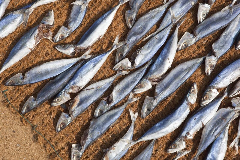 Drying fish stock image. Image of sand, sack, outdoors - 33477079