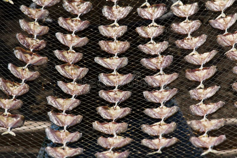 Drying fish stock image. Image of seafood, market, salty - 23550141