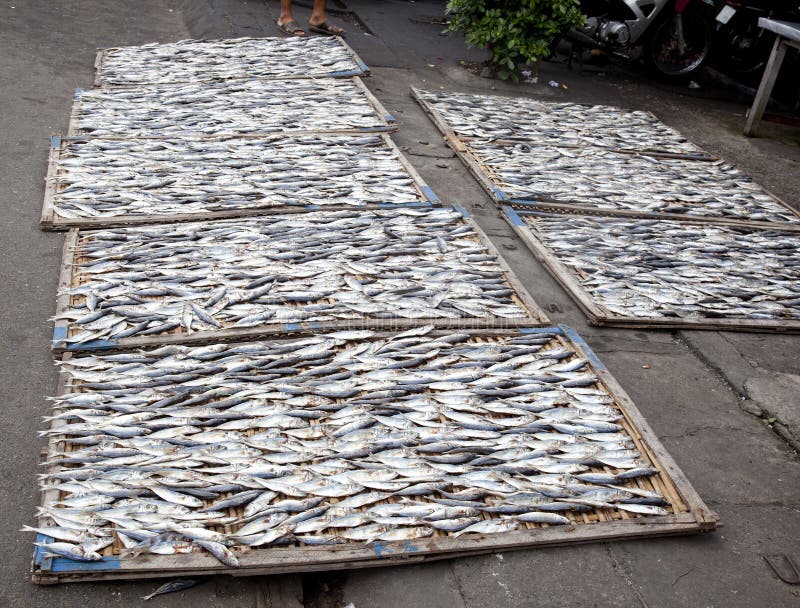 Drying fish stock photo. Image of drys, fresh, seafood - 23771662