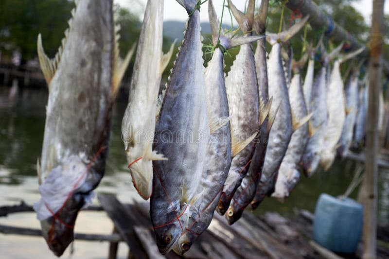 Drying fish stock image. Image of asian, hang, smell - 23993647
