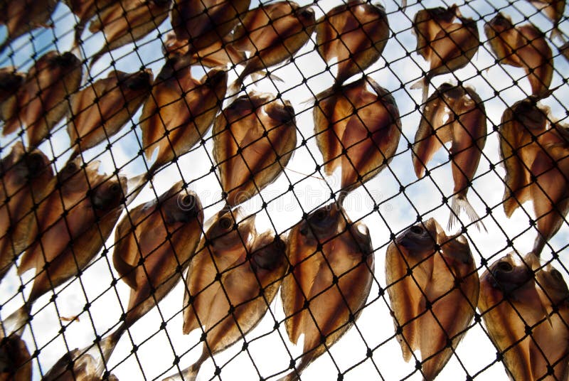 Drying fish stock image. Image of asia, seafood, background - 24819219