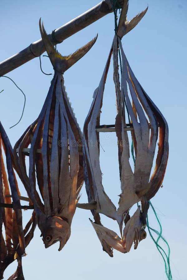 Drying fish stock image. Image of stick, fish, island - 38116363