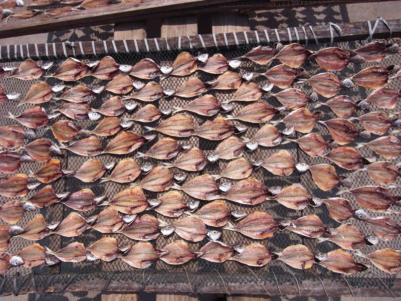 Fish drying racks stock photo. Image of salted, fishnet - 22505666