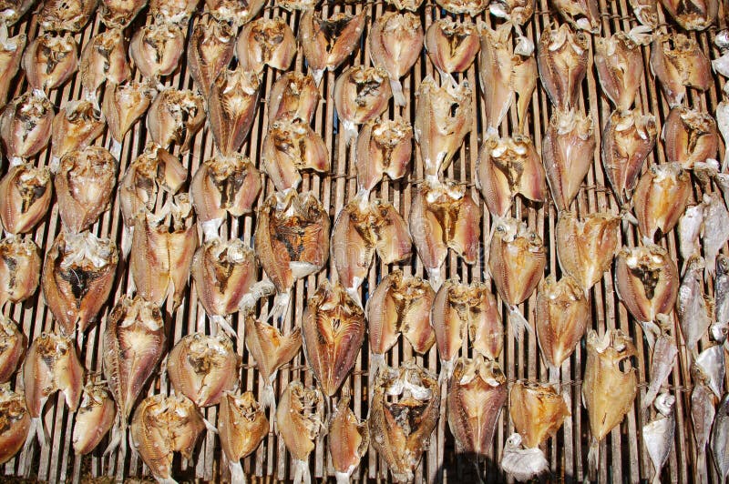 Drying Fish stock image. Image of fish, activity, seafood - 7156525