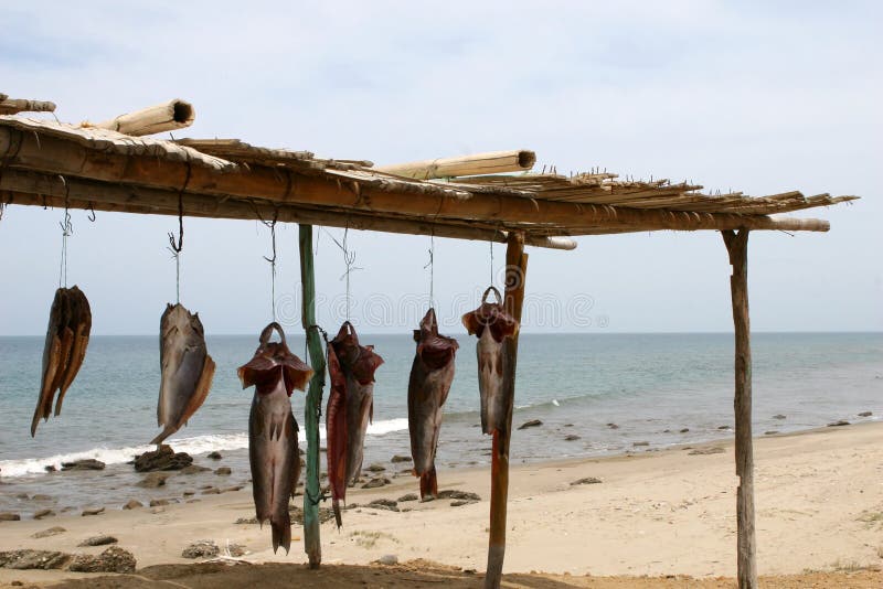 Drying Fish stock image. Image of hung, custom, ocean - 7560421