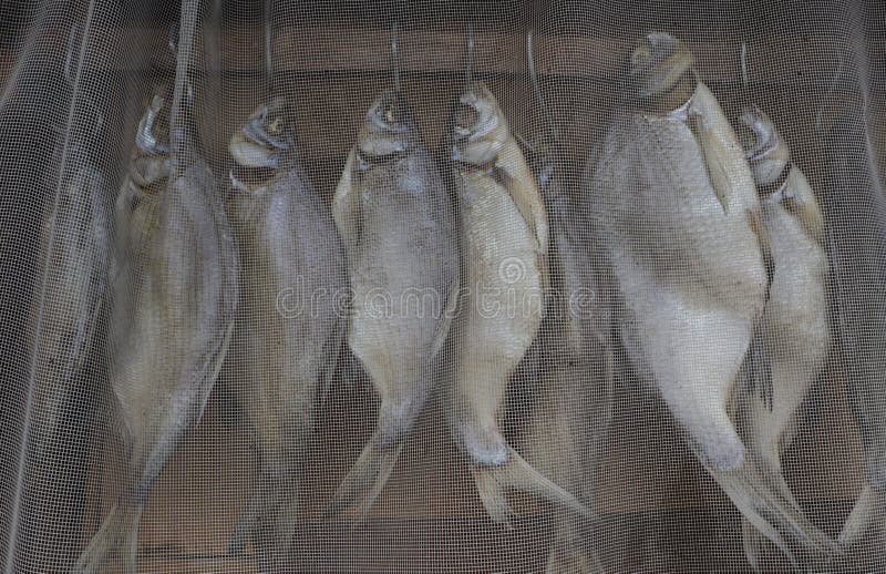 Drying Fish in the Air, Dried Perch on a Hook, Salted Carp Stock Photo ...