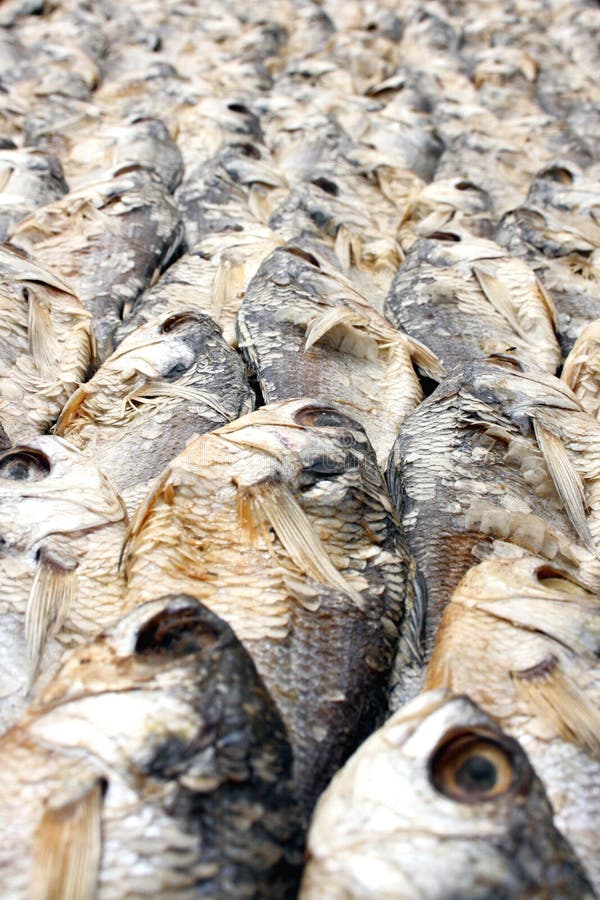Drying Raw Fish stock image. Image of natural, prepared - 218664861
