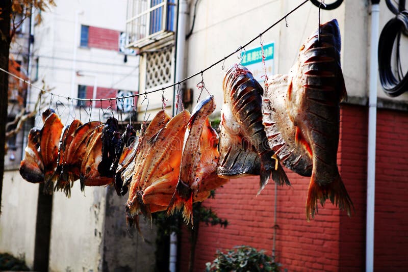 Drying fish editorial image. Image of dried, conservation - 50648160
