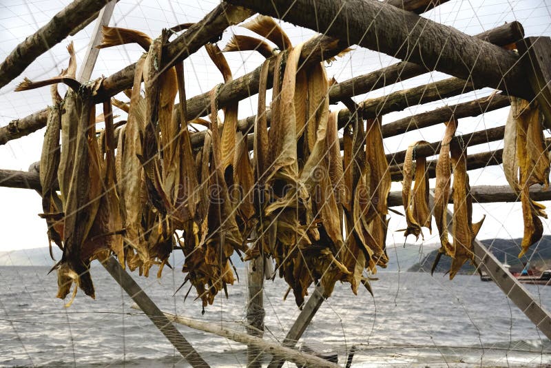 Drying fish codfish stock image. Image of stockfish, seafood - 75533099