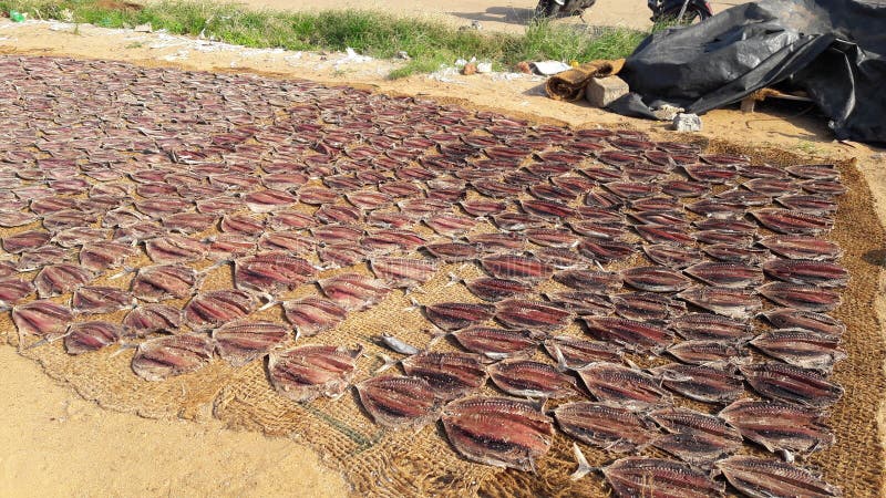 Drying Fish on a Coir Layer in the Beach Negombo Sri Lanka Stock Image ...