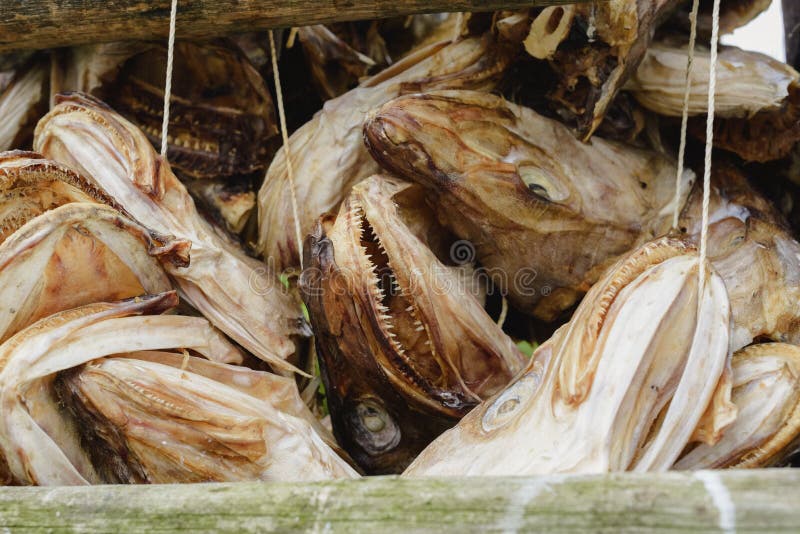 Drying fish stock photo. Image of traditional, stockfish - 75498800