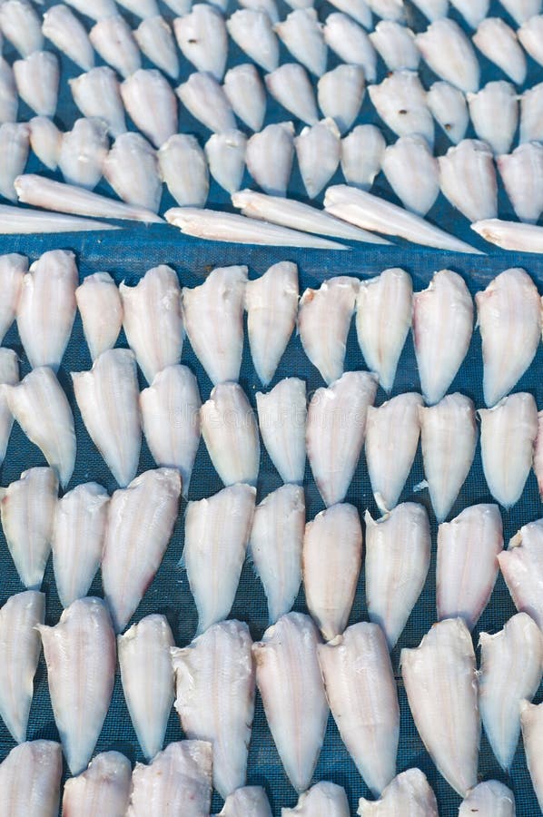 Drying fish, Fishbone stock photo. Image of freshness - 45928444