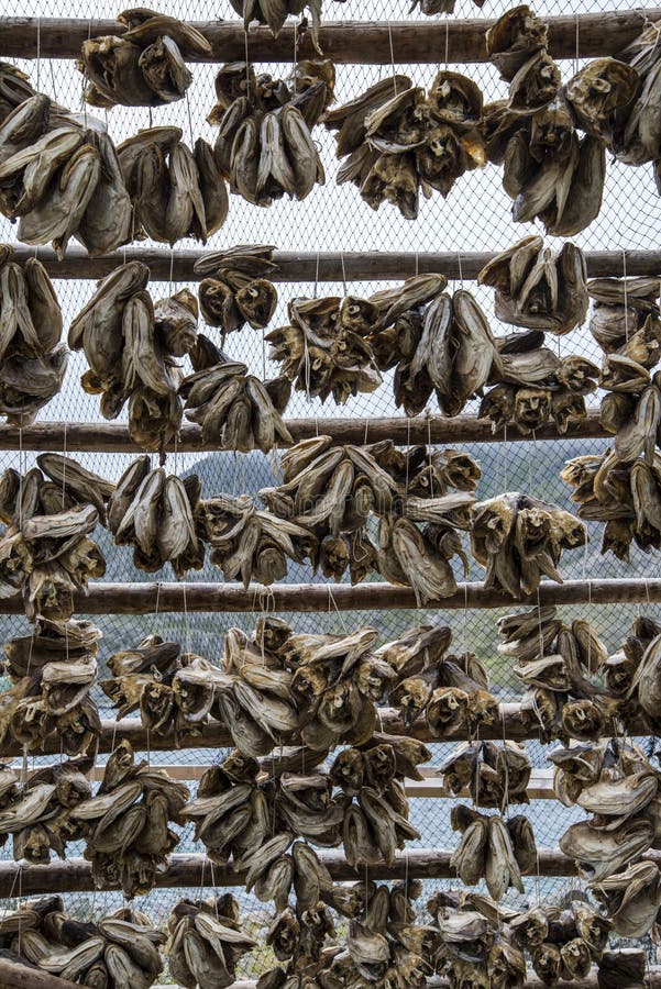 Fis heads drying stock photo. Image of dried, tradition - 38763394