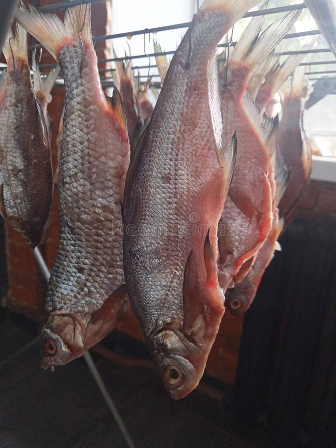 Drying Fish at Home. Phone Wallpaper Stock Image - Image of animal ...